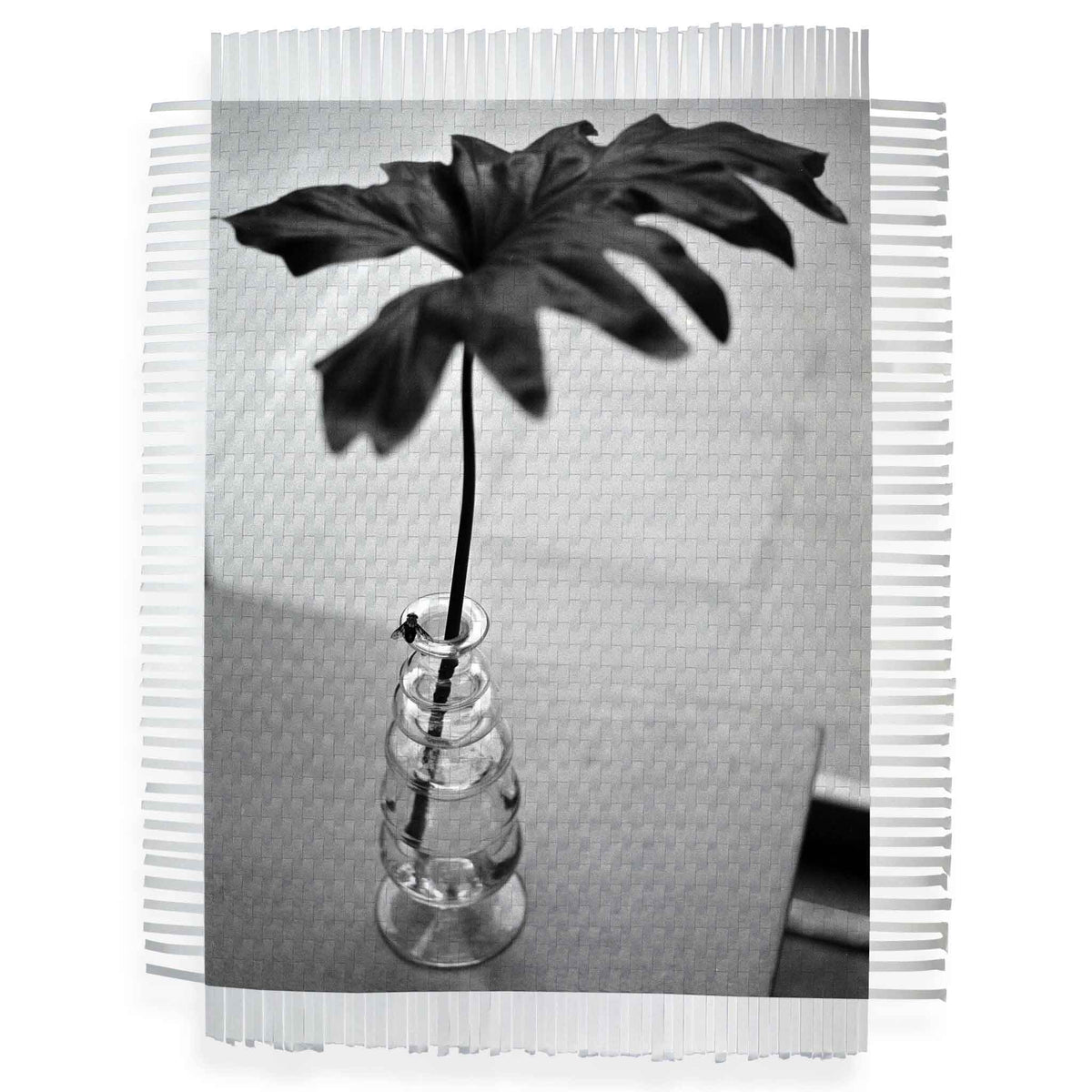 FLY ON VASE - HAND WOVEN PHOTOGRAPH – The Studio at Fernando Bengoechea
