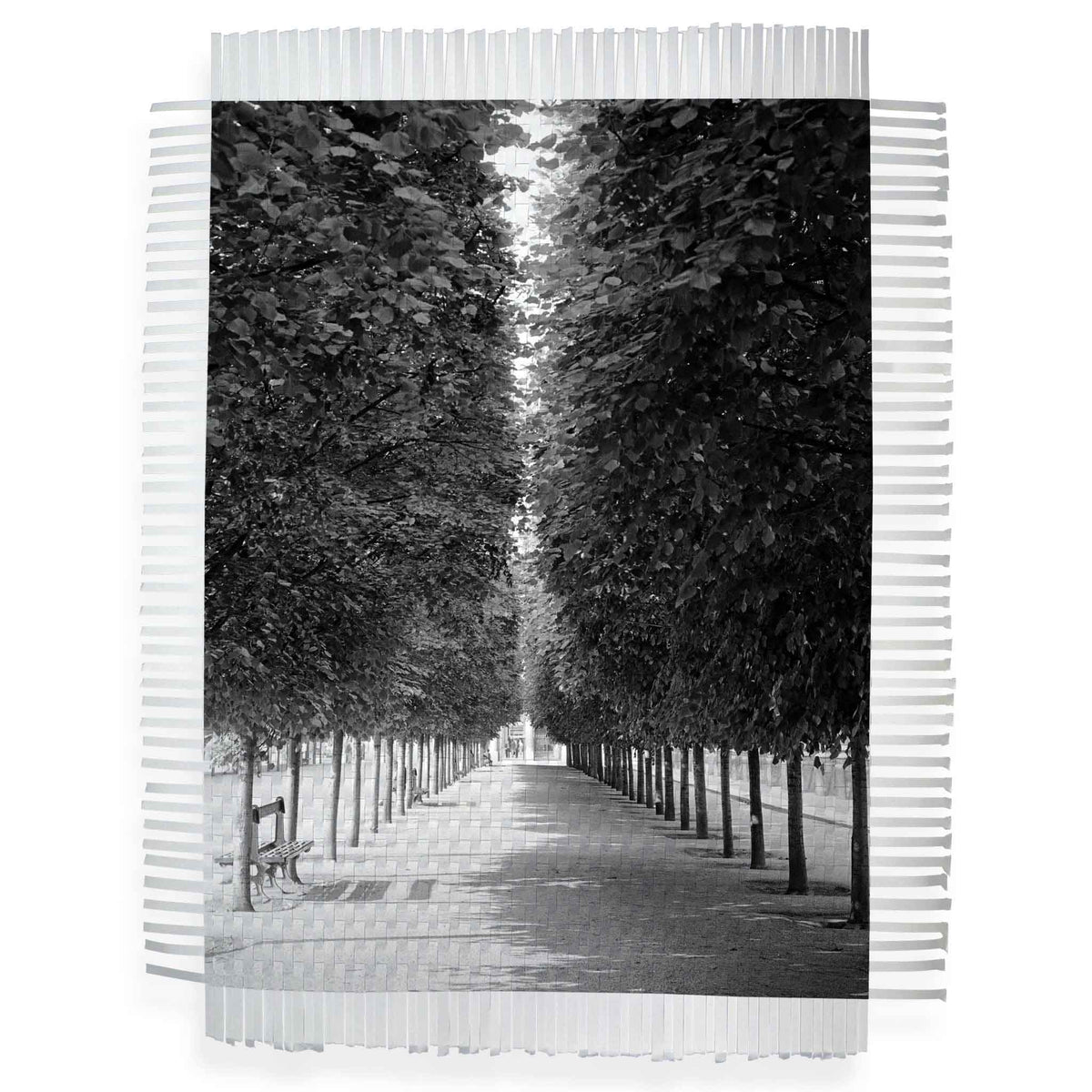 LINED TREES - HAND WOVEN PHOTOGRAPH – The Studio at Fernando Bengoechea