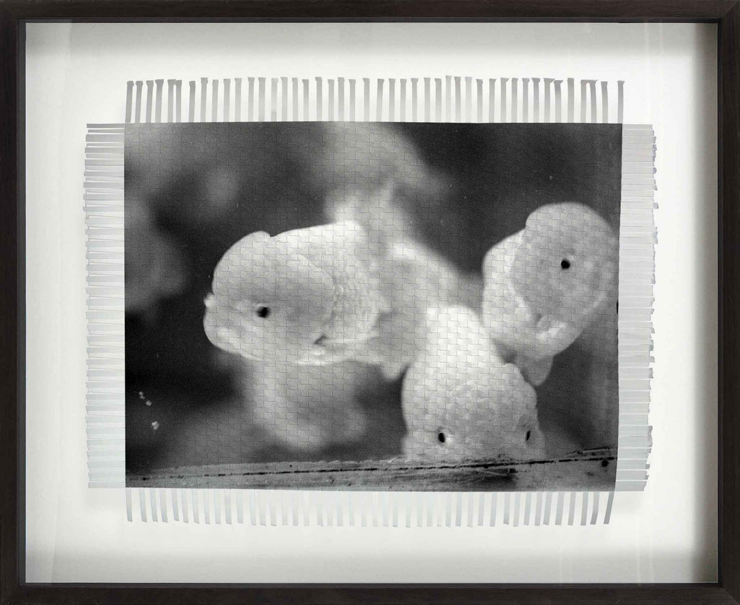 ANIMALS COLLECTION – The Studio at Fernando Bengoechea